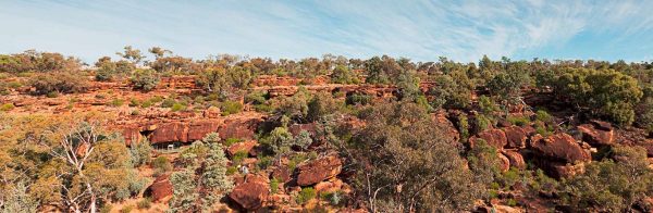 How plants survive in Uluru’s surrounds