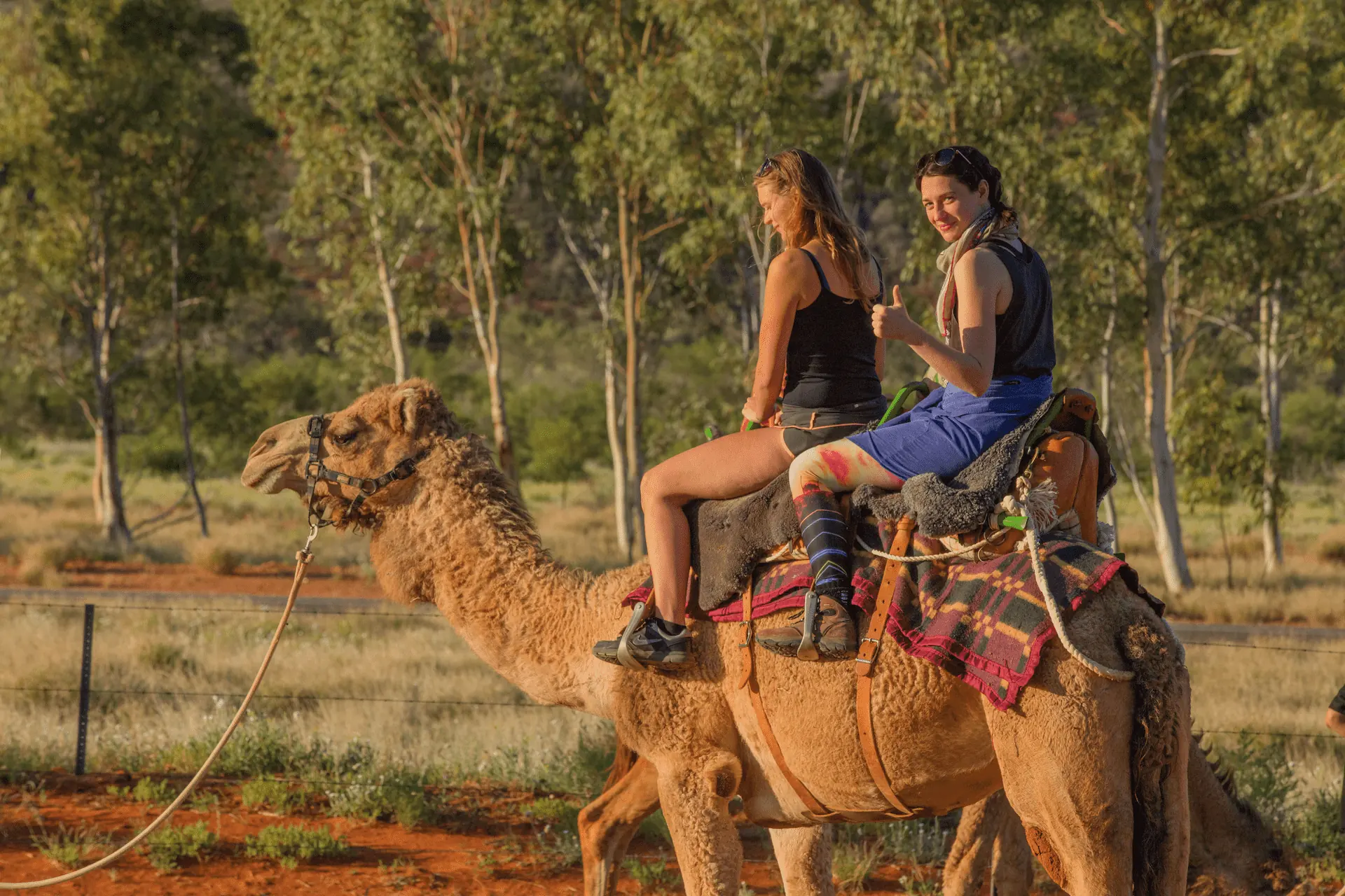 Uluru Camel Riding Experiences: What to Know